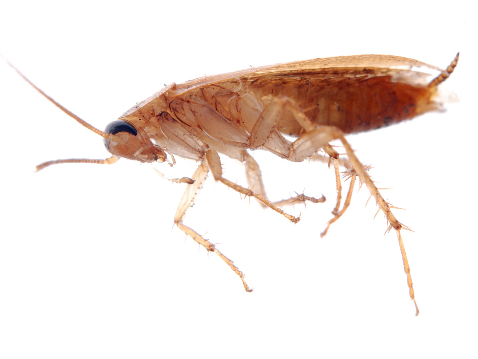 Pest Library | Common Pests in Jacksonville, FL | Pro Care Lawn & Pest