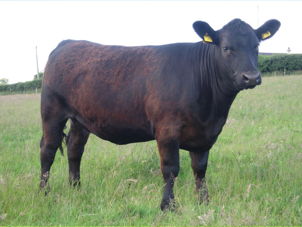 Aberdeen Angus