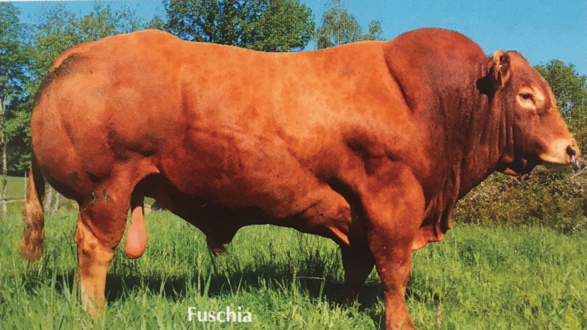 Limousin
