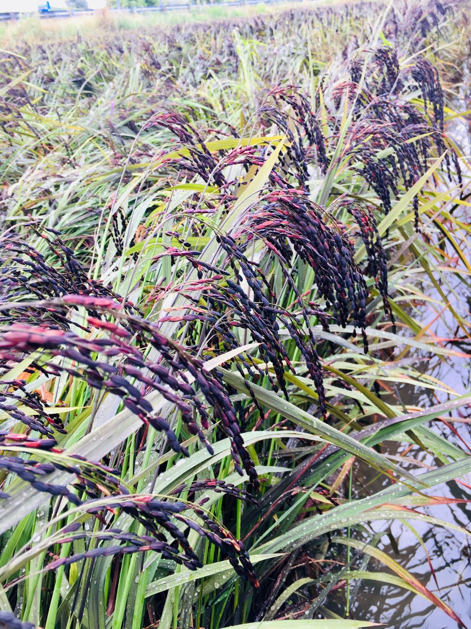 Produzione di Riso Nero Gioiello | Risipreziosi