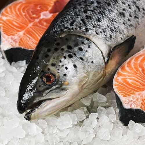 Fish Market in Darwin | Darwin Fish Market