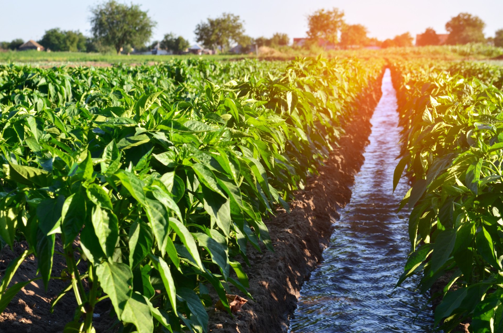 The future of irrigation: An interview with Greig Graham