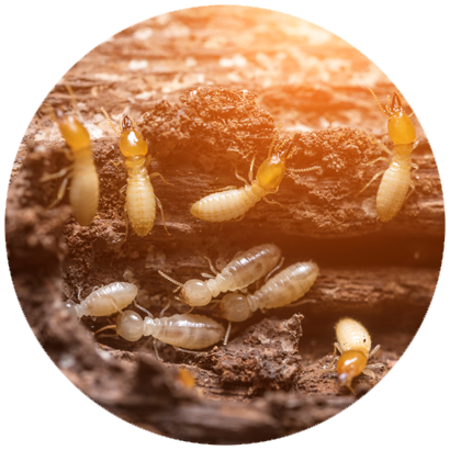 Pest Control Services | Bayou Mosquito & Pest Mgmt. LLC | Northeast ...