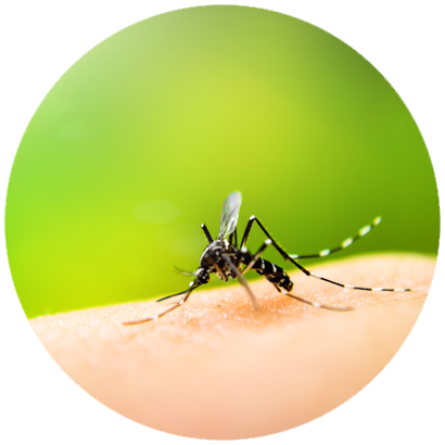 Pest Control Services | Bayou Mosquito & Pest Mgmt. LLC | Northeast ...