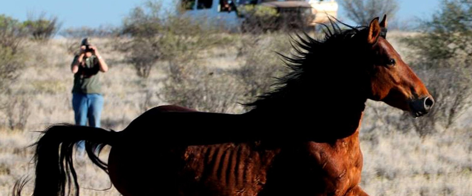 AUSTRALIA’S WILD HORSES – THE DESERT BRUMBY ADVENTURE TOUR