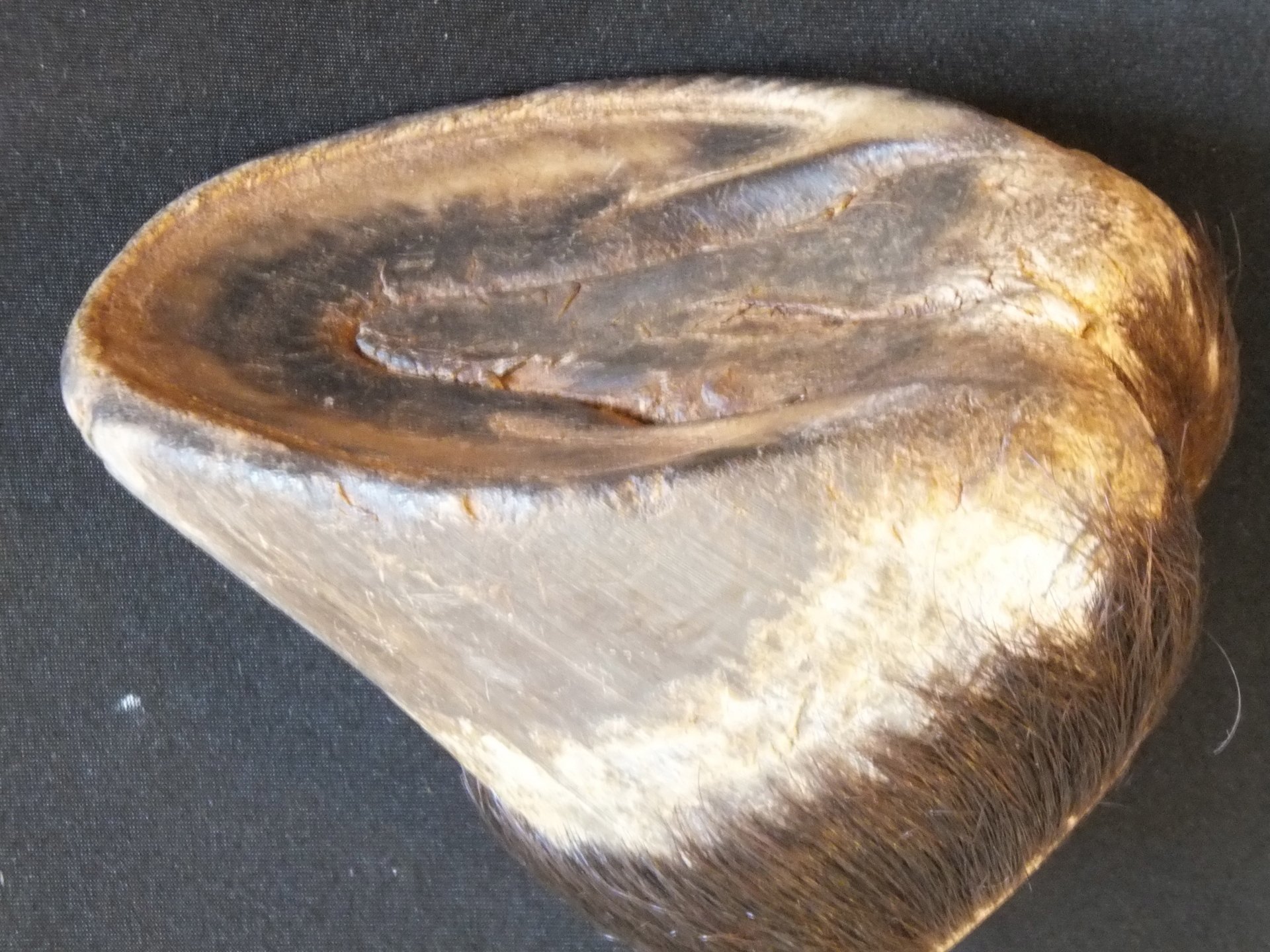 Education & Training – Wild About Hooves