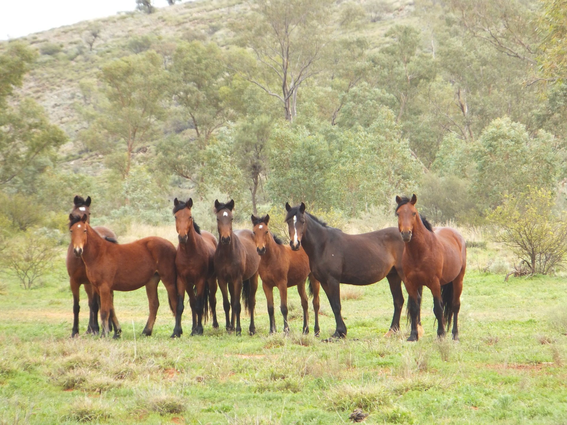 Education & Training – Wild About Hooves