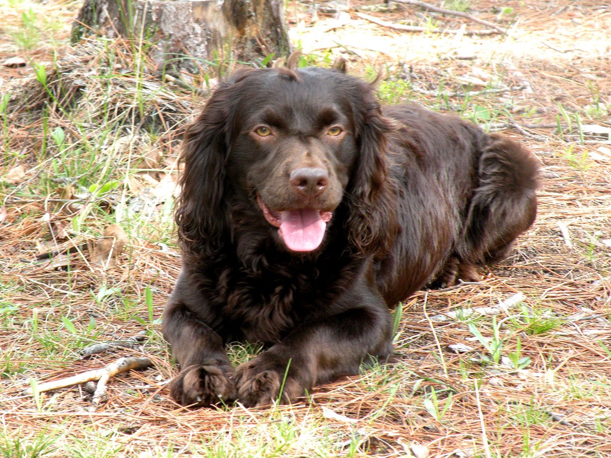 Member Gallery for Upper Midwest Boykin Spaniel Club