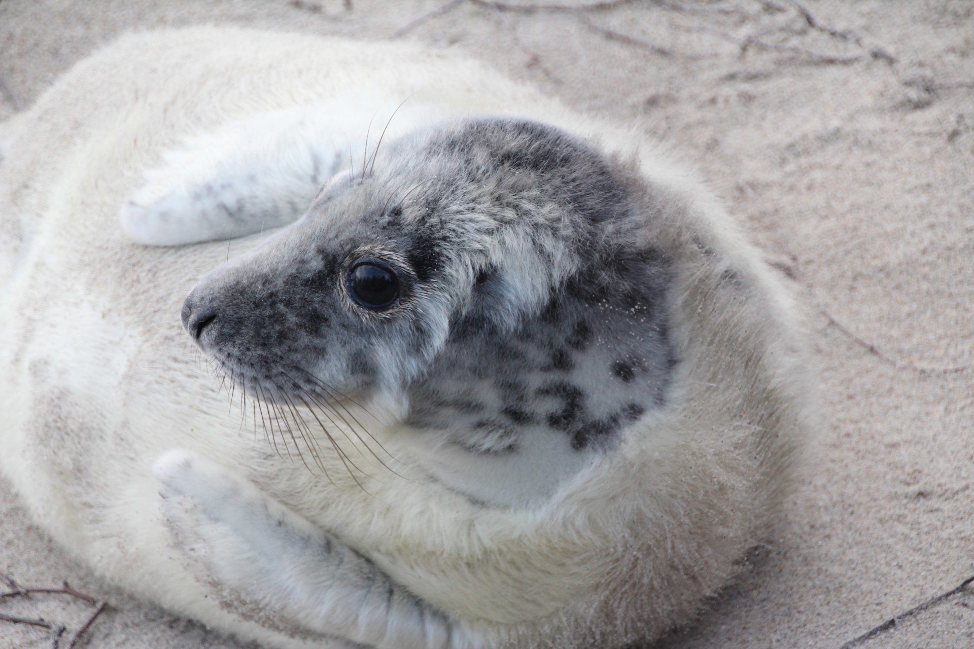 Op kraamvisite bij baby-zeehondjes