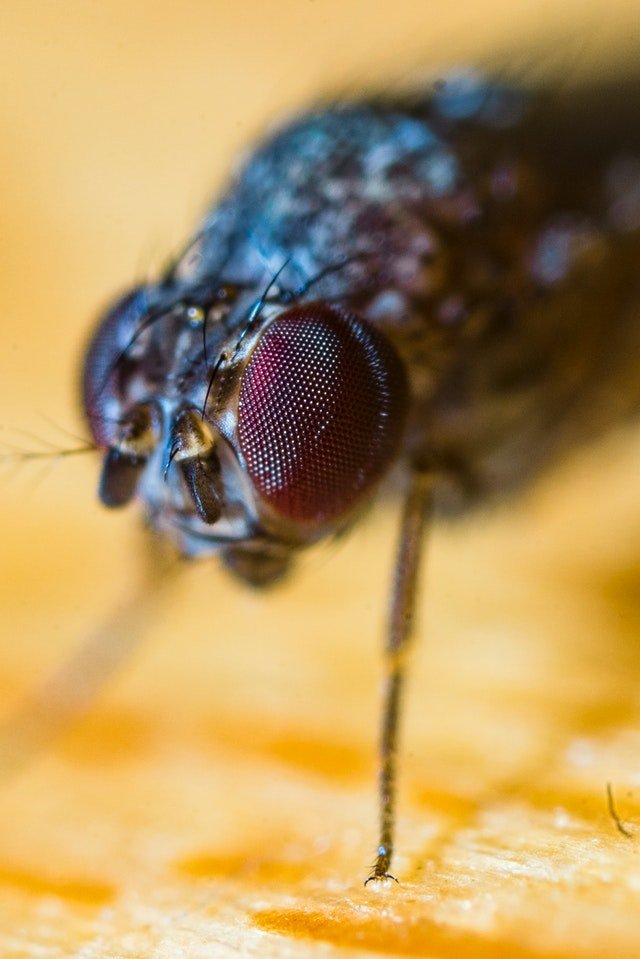 Pest Control Isle of Wight