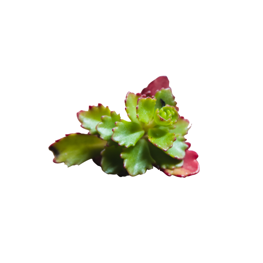 Homepage - MVM Sedum
