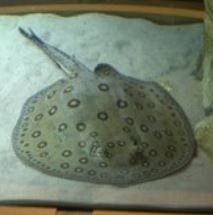 Aquatics from Fish Alive