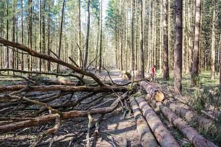 Fort Mill Tree Service | 24/7 Tree Removal Experts