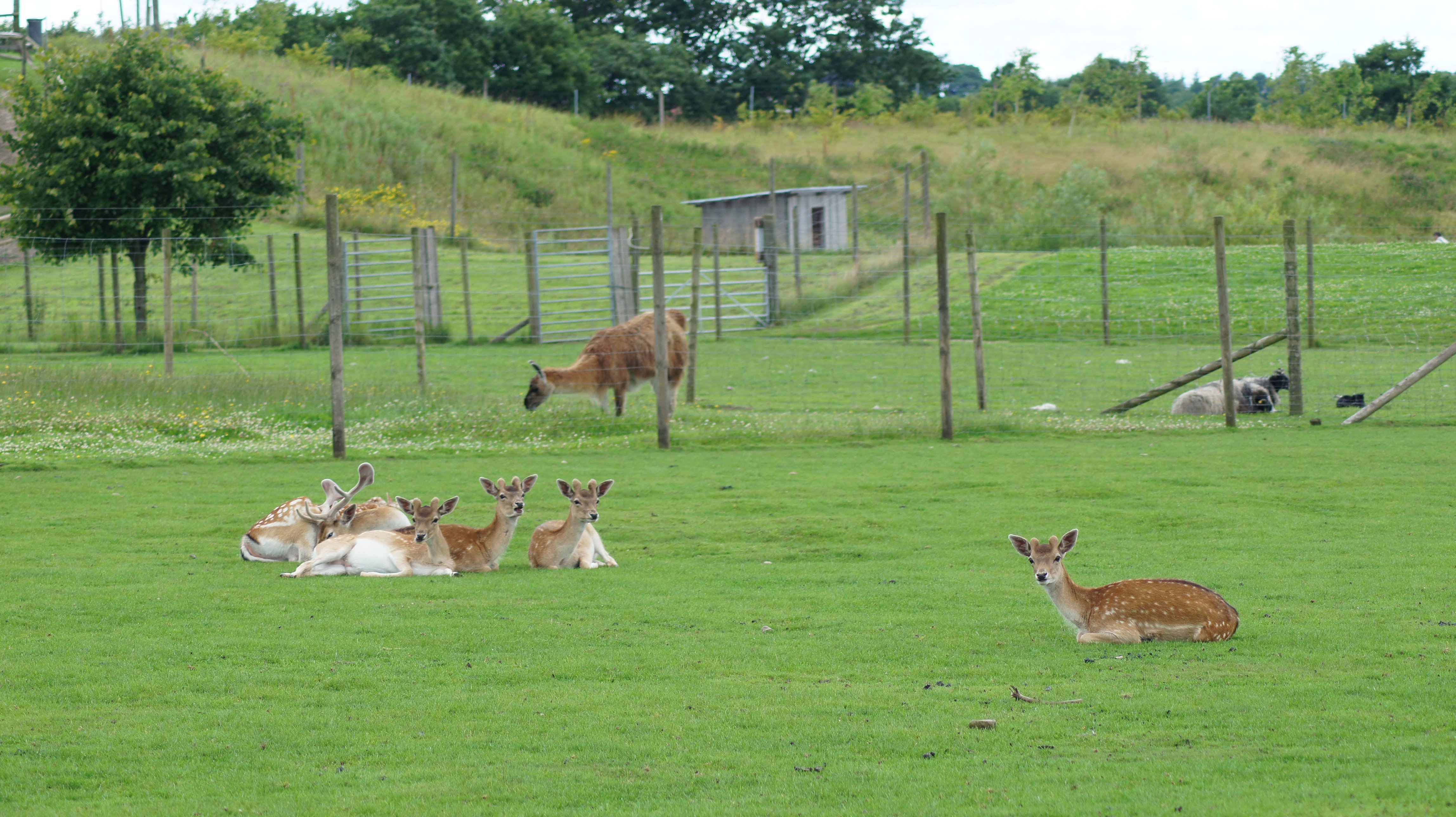 Enghave Dyre- og Naturpark.