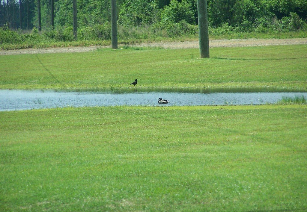 Snowhill Turf Farm - Fayetteville, NC - Bermuda Sod