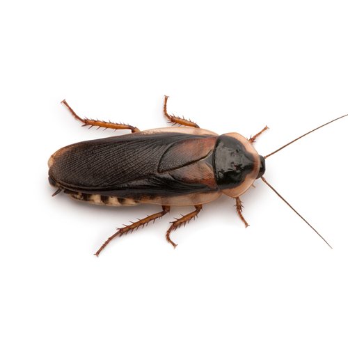 Pest Control | Worcester, MA | East Coast Pest Control