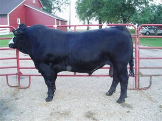 Fair View Farm I Angus cattle
