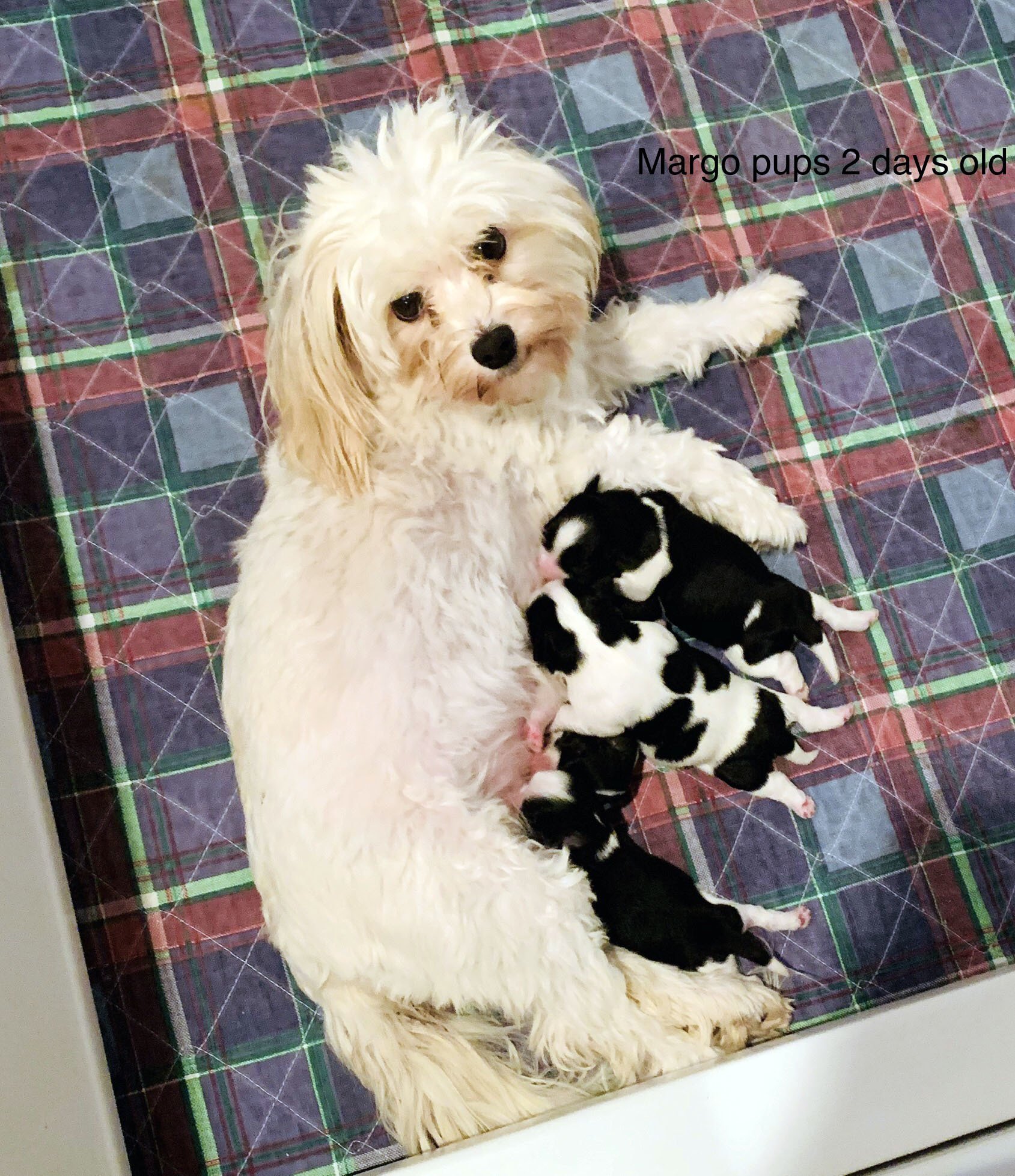 Bristolwood Havanese Breeder Puppies Bowling Green Ohio