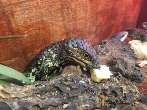 Animal Educational Entertainment | Sydney