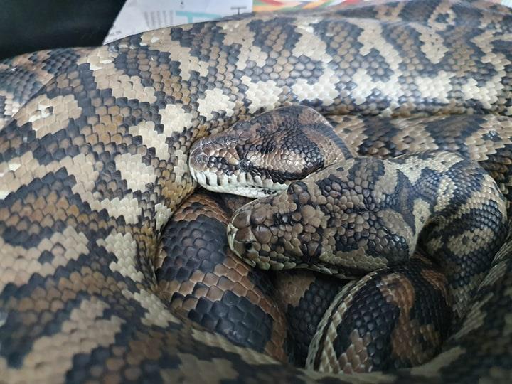 Animal Educational Entertainment | Sydney