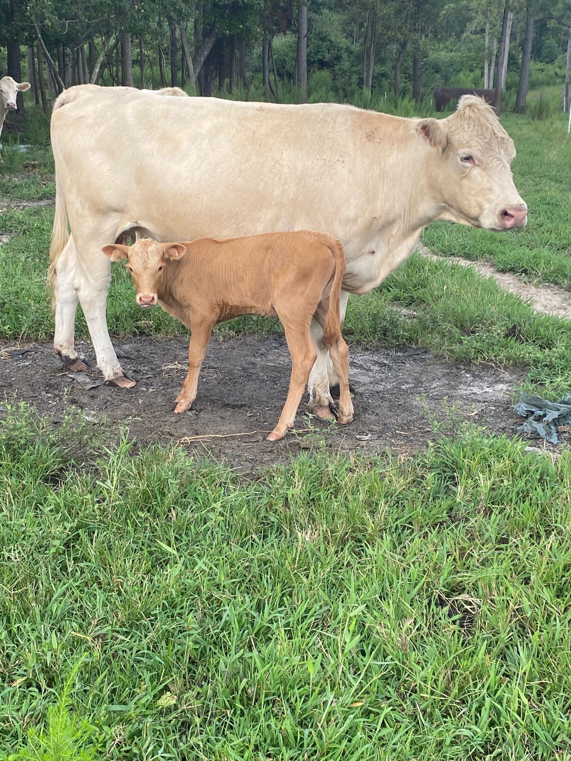 Cattle Prices Pitt County & North Carolina | Cattle for Sale