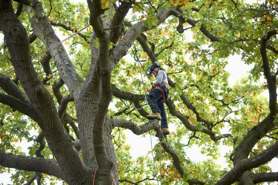 Crown Thinning | Jason Higgins Tree Services