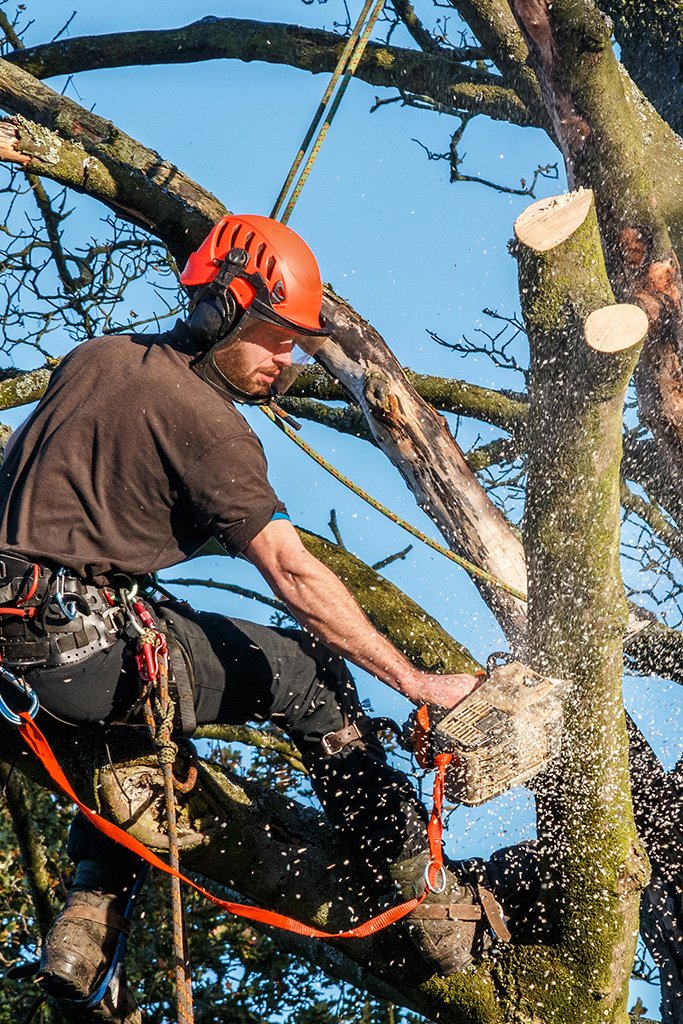 Pollarding Services | Jason Higgins Tree Services