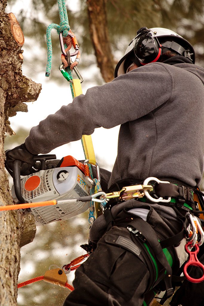 Reliable Tree Services | Jason Higgins Tree Services