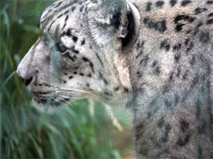 Norfolk & Suffolk Tourist Attractions - Norwich, Norfolk - Animals ...