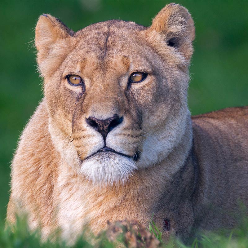 Norfolk & Suffolk Tourist Attractions - Norwich, Norfolk - Animals ...
