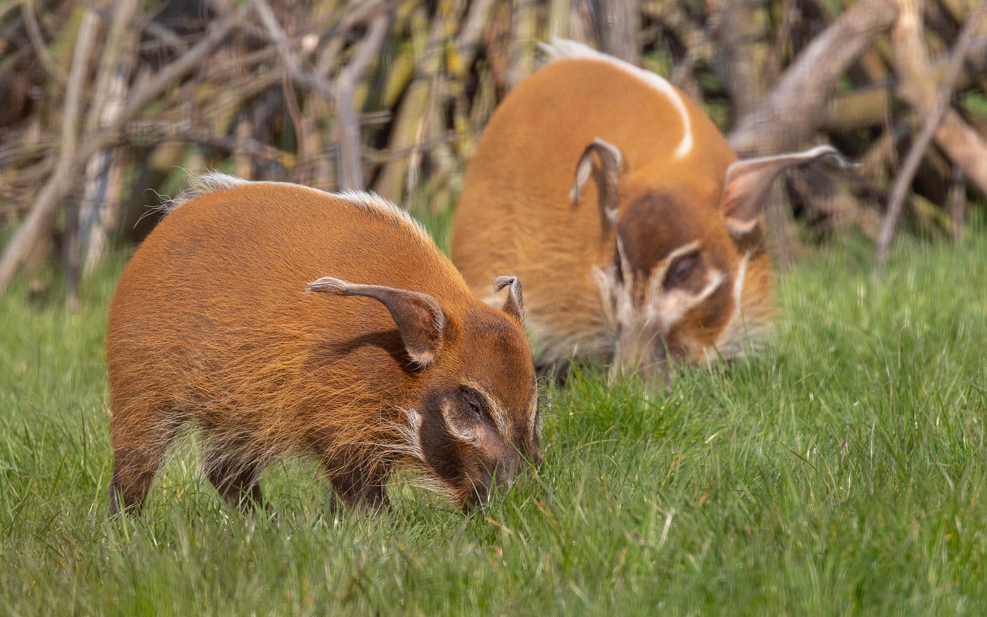 Norfolk & Suffolk Tourist Attractions - Norwich, Norfolk - Animals ...