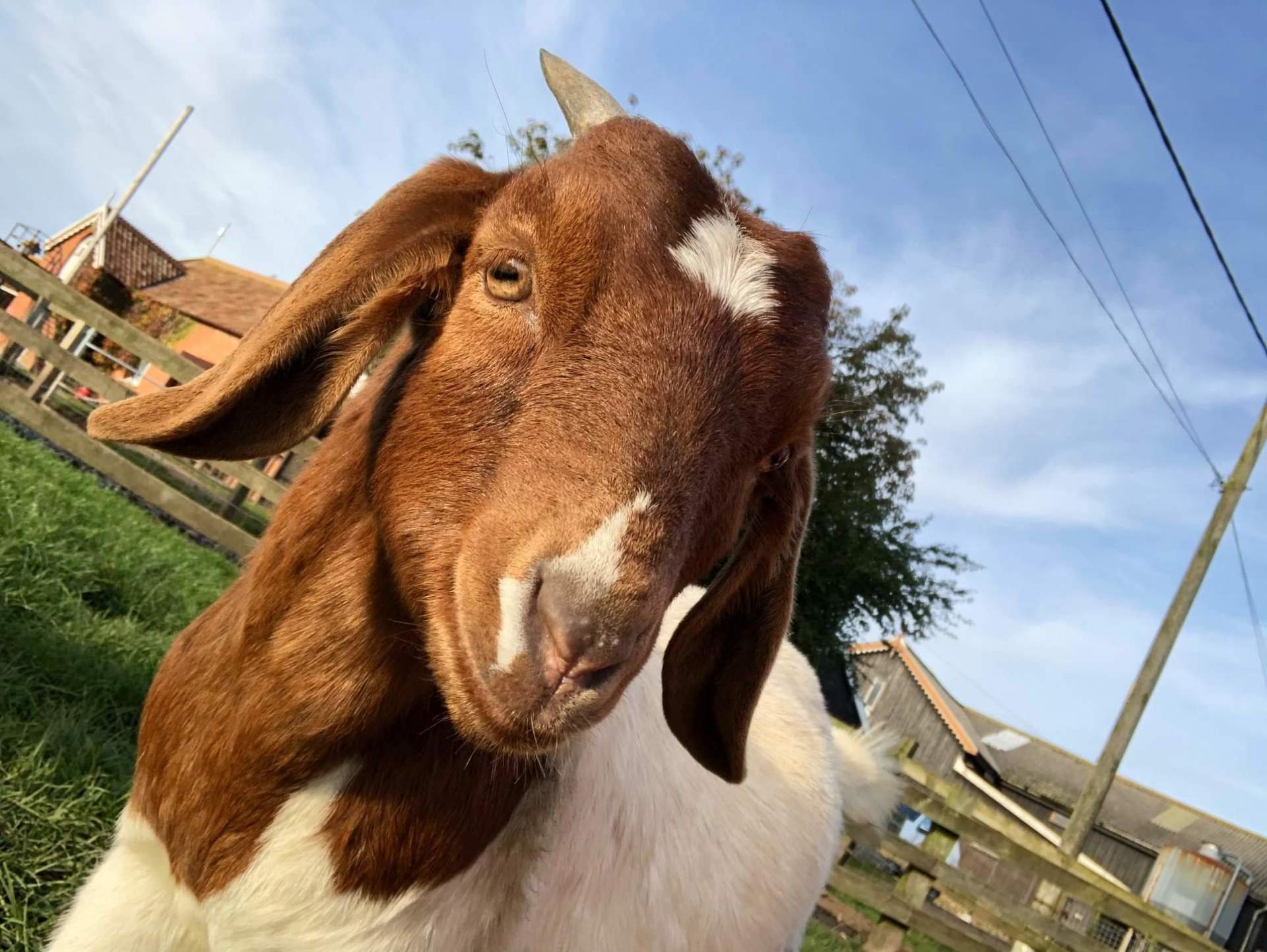 Norfolk & Suffolk Tourist Attractions - Norwich, Norfolk - Animals ...