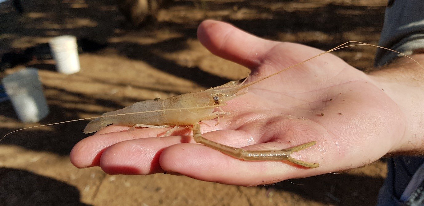 Discovering what swims beneath
