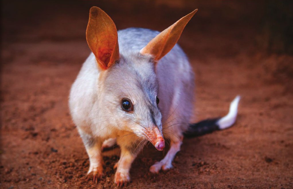 What you need to know about National Threatened Species Day