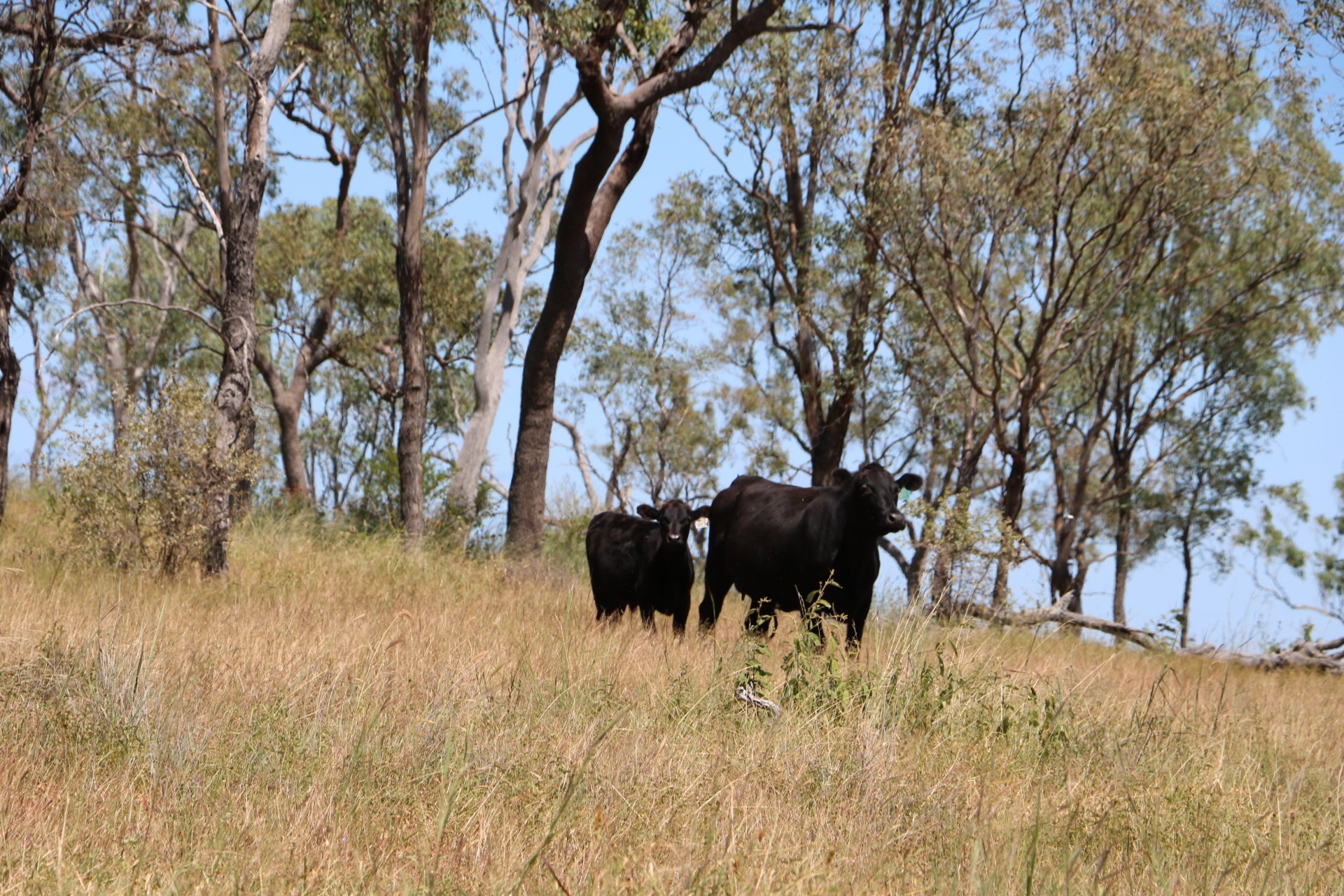Agriculture Project - Regional Land Partnerships