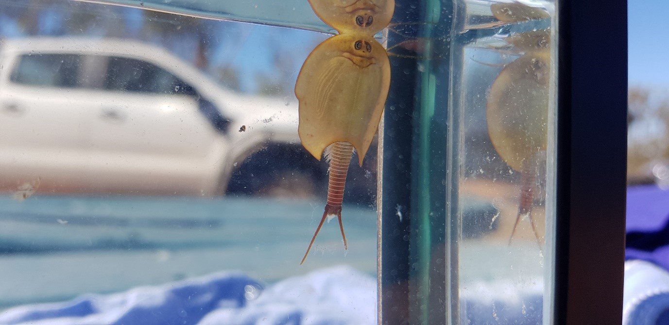 Discovering what swims beneath