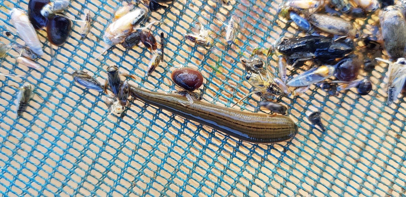 Discovering what swims beneath