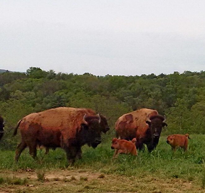 Farm-Nature-Wildlife Tour Info | Penn's Cave Park | Centre Hall, PA