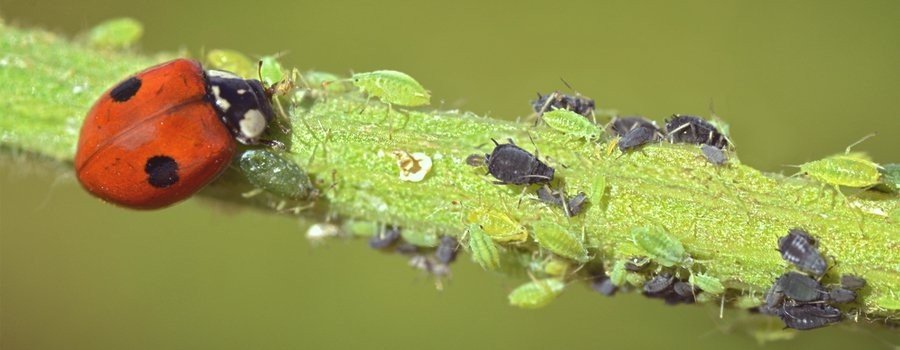 Ladybirds versus Spider Mites