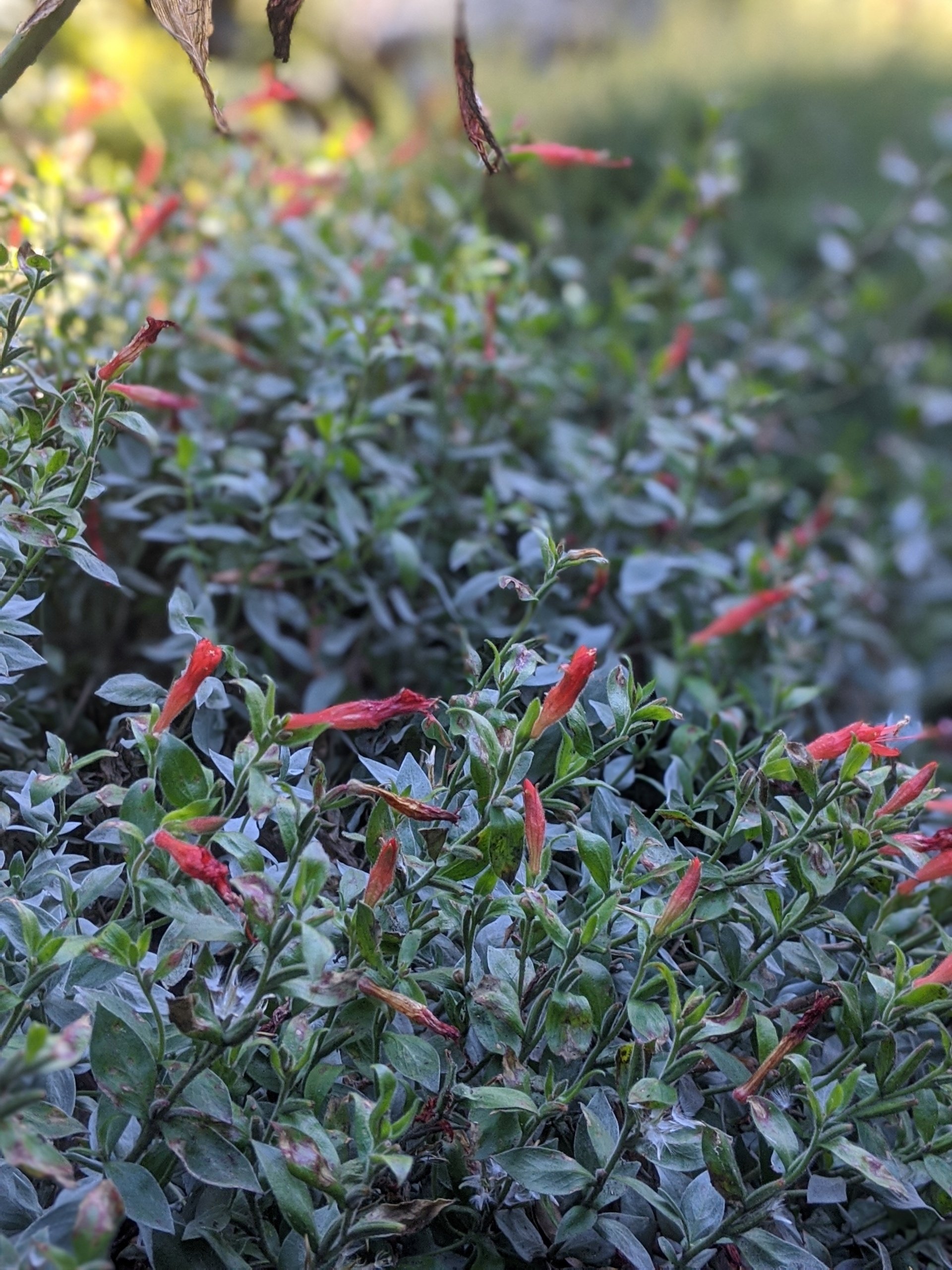 Making Your Landscape More Fire Resistant