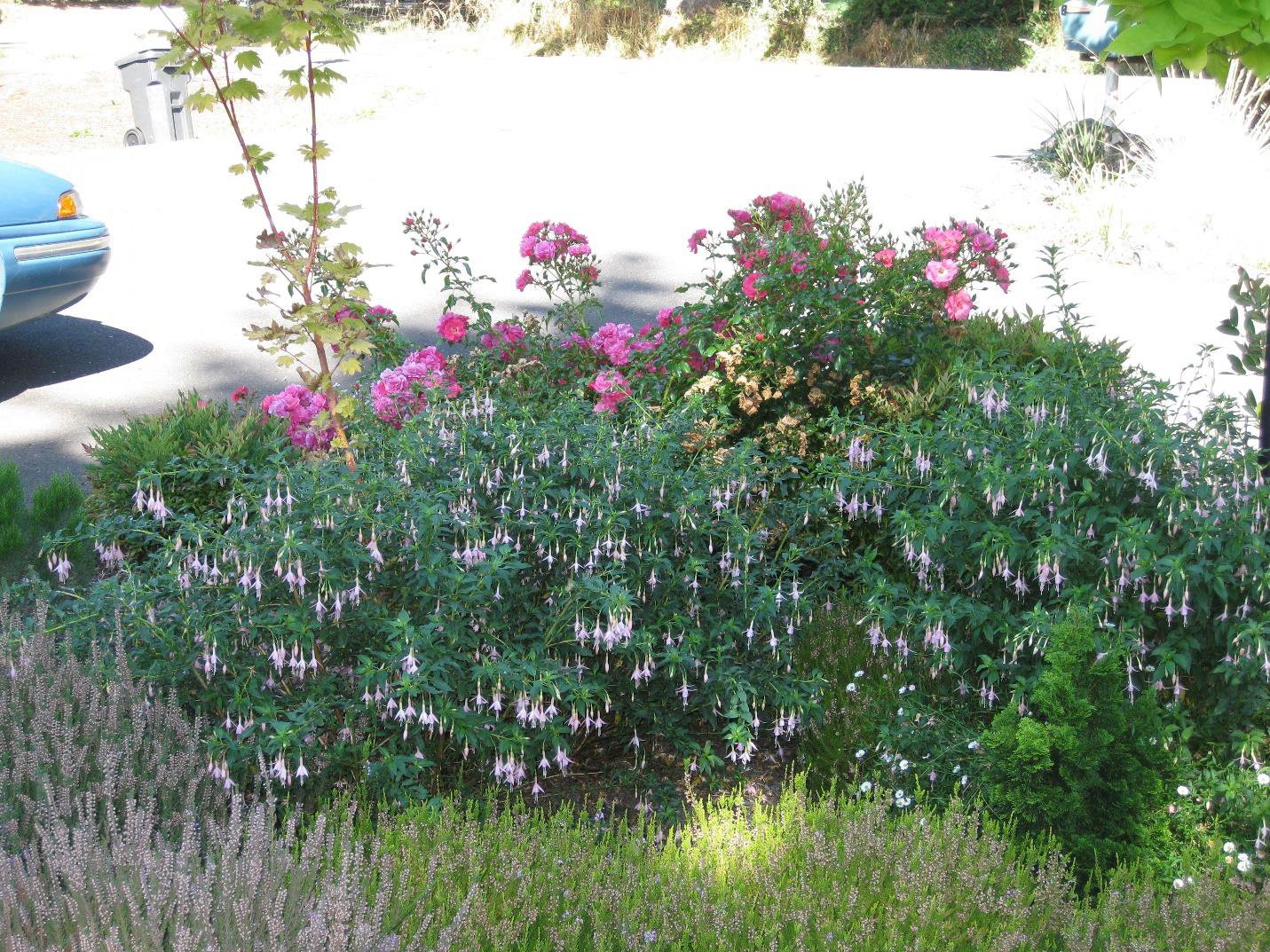 My Favorite Hardy Fuchsias and How to Grow Them