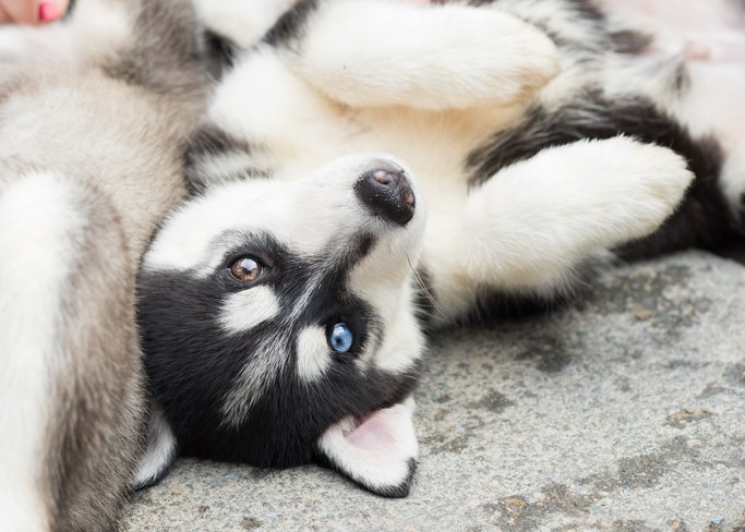 The UK's Pomsky Breed Club - United Kingdom Pomsky Association
