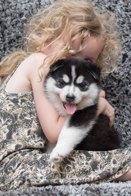 The UK's Pomsky Breed Club - United Kingdom Pomsky Association