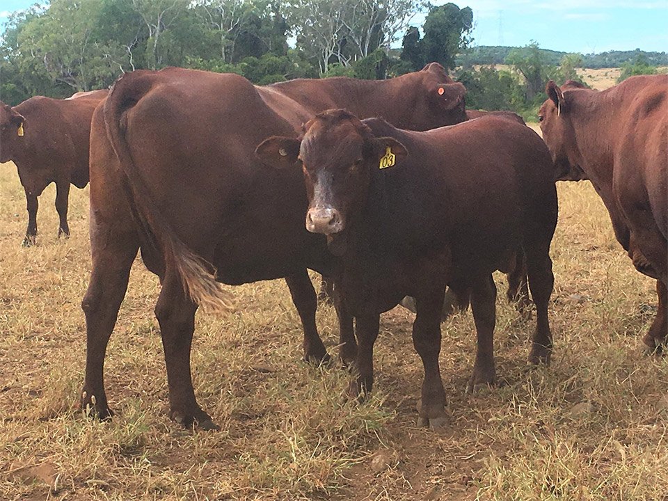 Gallery | RA & JL Sherry Trust