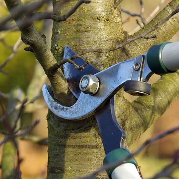 Skilled tree surgeons | JC Tree & Grounds Maintenance