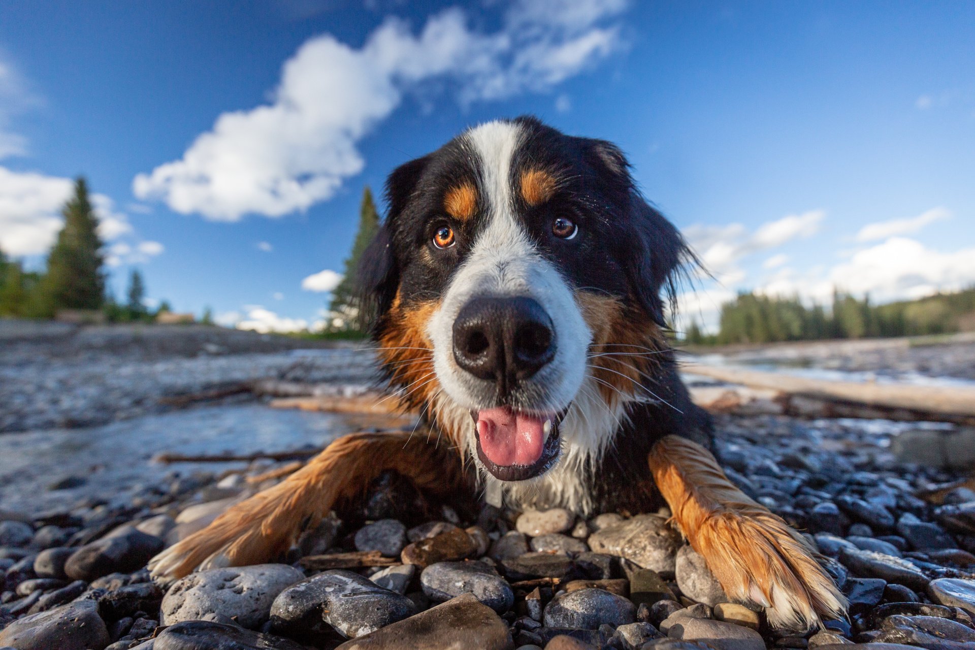 Adult Dog Training Program Central Coast I Ocean Paws Dog Training