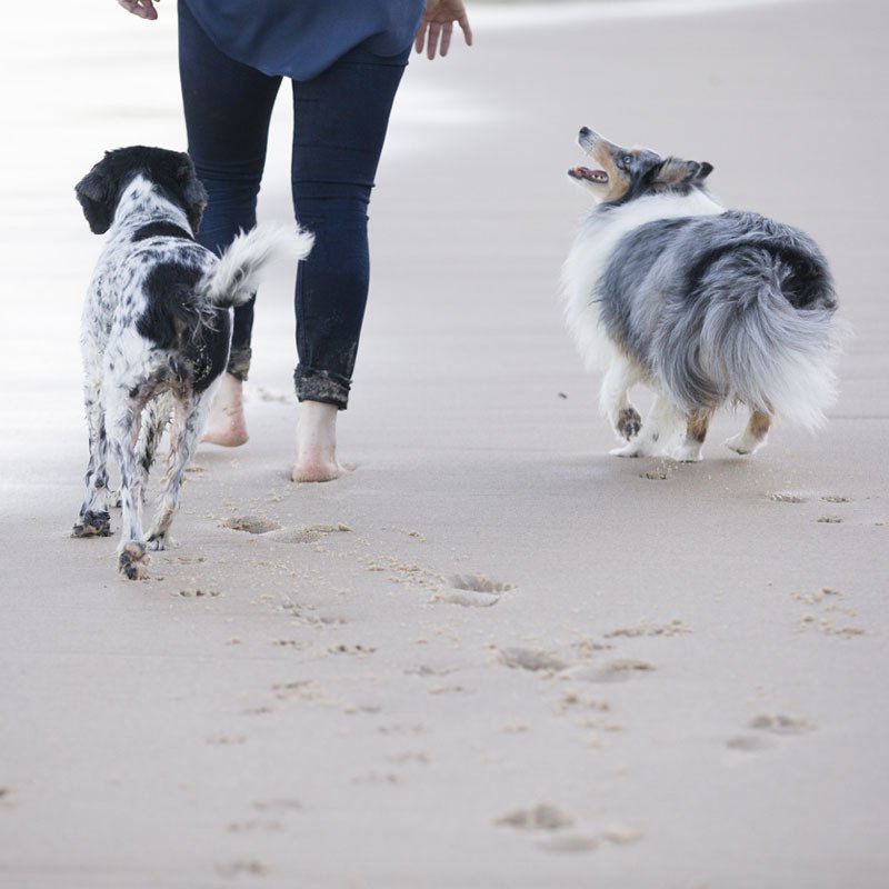 Penny - Accredited Dog Trainer Central Coast I Ocean Paws Dog Training