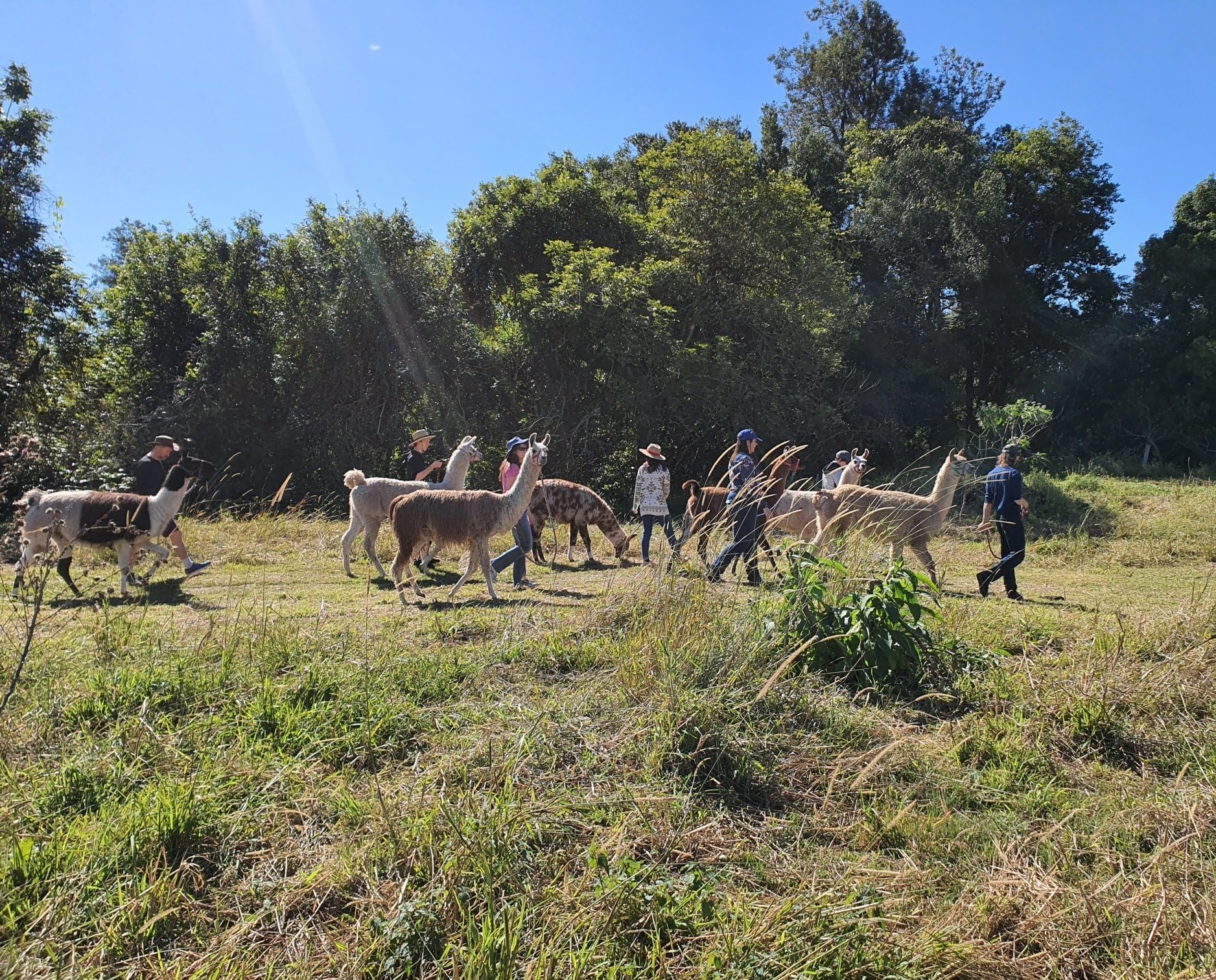 Llama walks | Ottaba | Ottaba Llama Walks