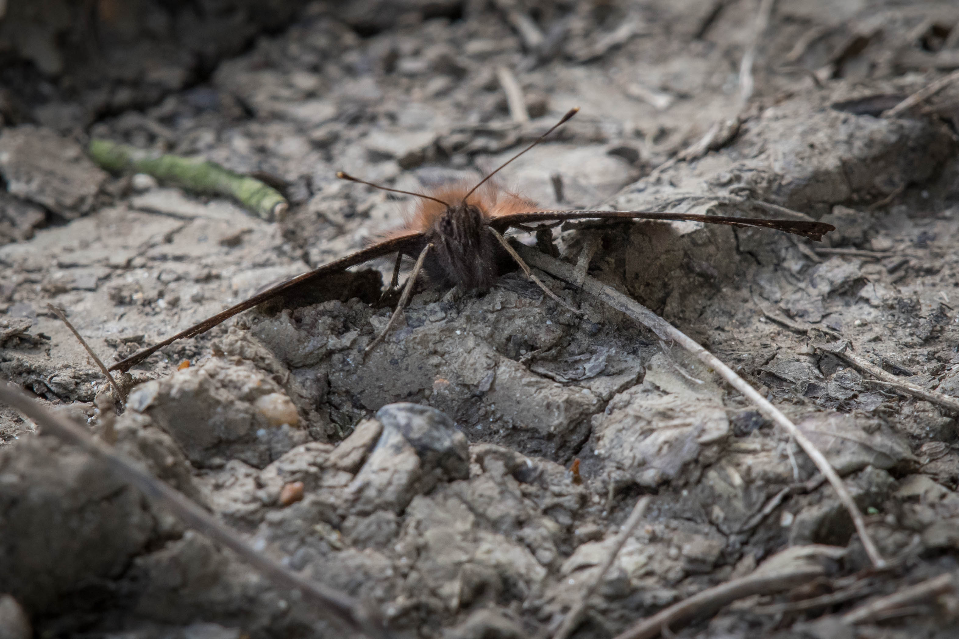 Spains Hall Estate Essex