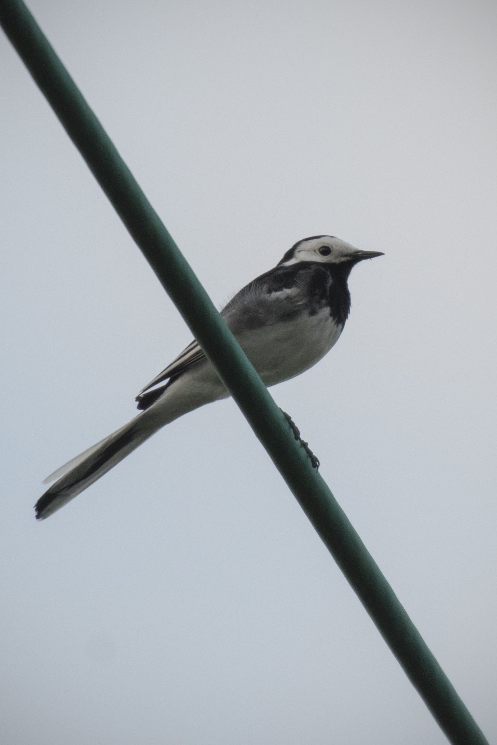 Spains Hall Estate Essex